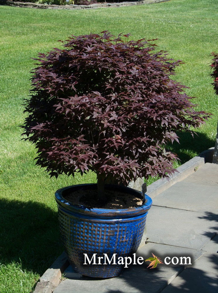 Buy Acer palmatum 'Rhode Island Red' Dwarf Bloodgood Japanese Maple ...