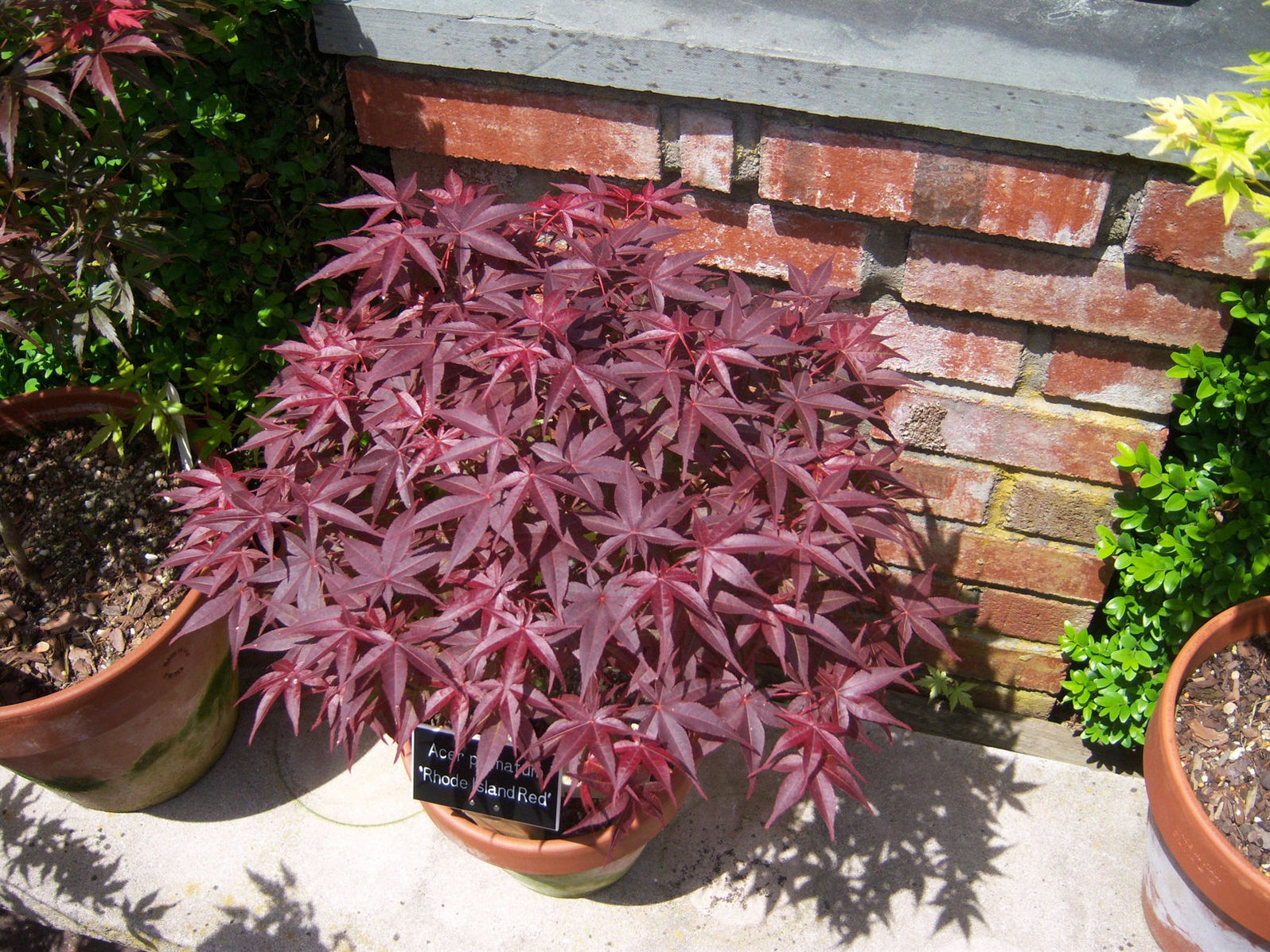Buy Acer palmatum 'Rhode Island Red' Dwarf Bloodgood Japanese Maple ...