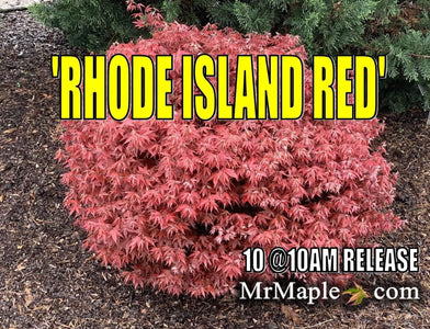 Buy Acer palmatum 'Rhode Island Red' Dwarf Bloodgood Japanese Maple ...