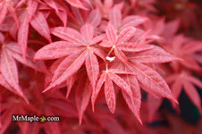 Buy Acer palmatum 'Rhode Island Red' Dwarf Bloodgood Japanese Maple ...