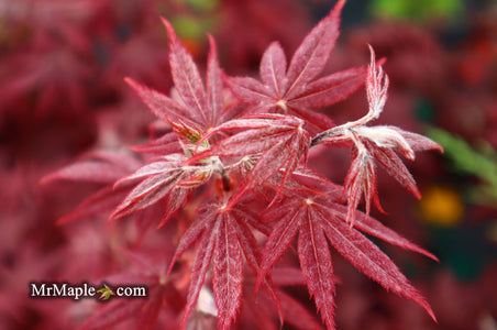 Buy Acer palmatum 'Rhode Island Red' Dwarf Bloodgood Japanese Maple ...