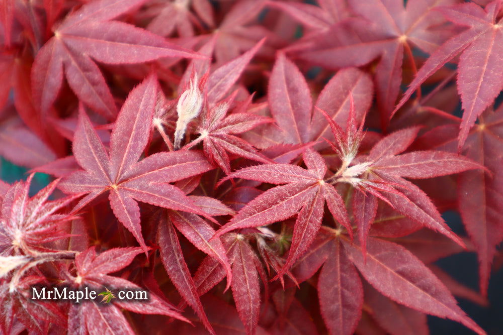 Buy Acer palmatum 'Rhode Island Red' Dwarf Bloodgood Japanese Maple ...