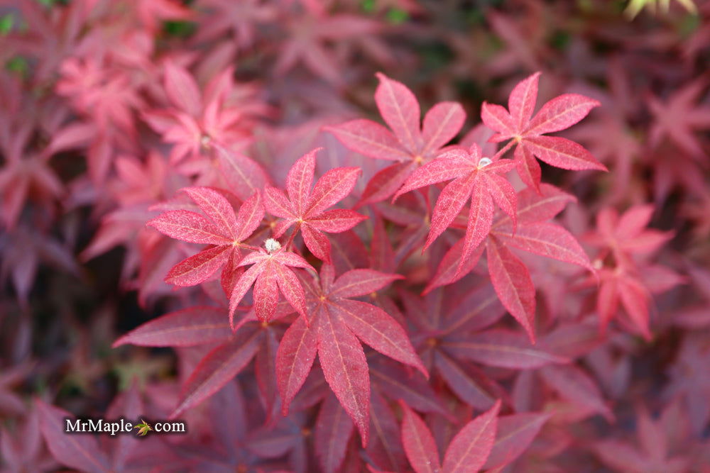 Buy Acer palmatum 'Rhode Island Red' Dwarf Bloodgood Japanese Maple ...