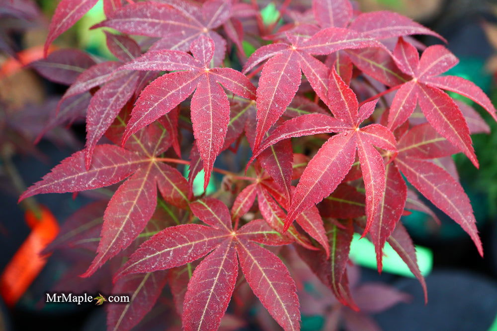 Buy Acer palmatum 'Rhode Island Red' Dwarf Bloodgood Japanese Maple ...