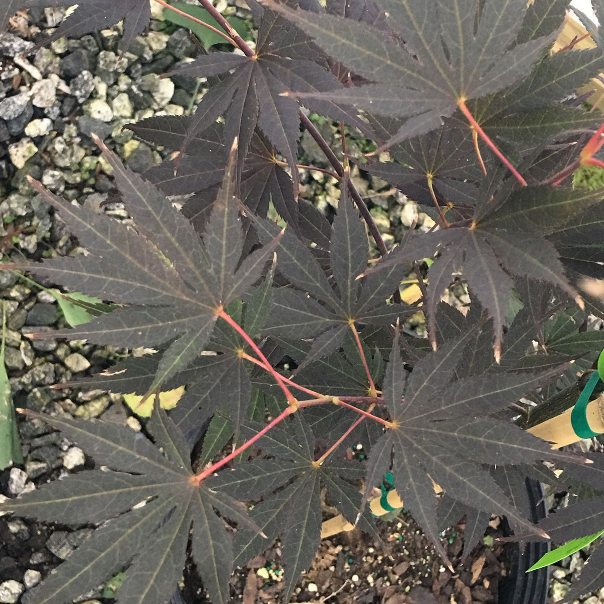 Acer palmatum 'Riley' Dark Red Japanese Maple — Mr Maple │ Buy Japanese ...