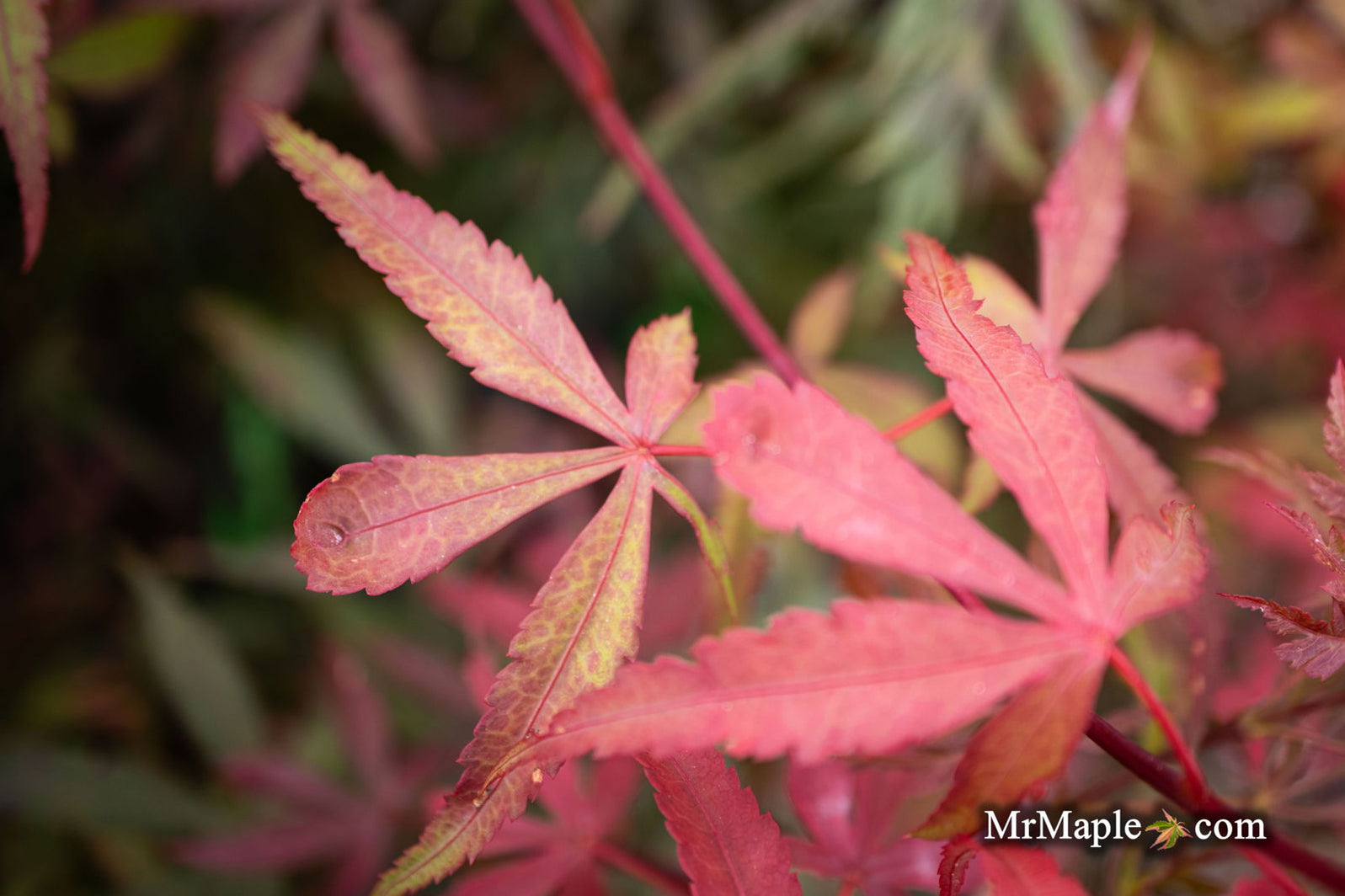 Buy Acer palmatum 'All Good Spirit’ Japanese Maple — Mr Maple │ Buy ...