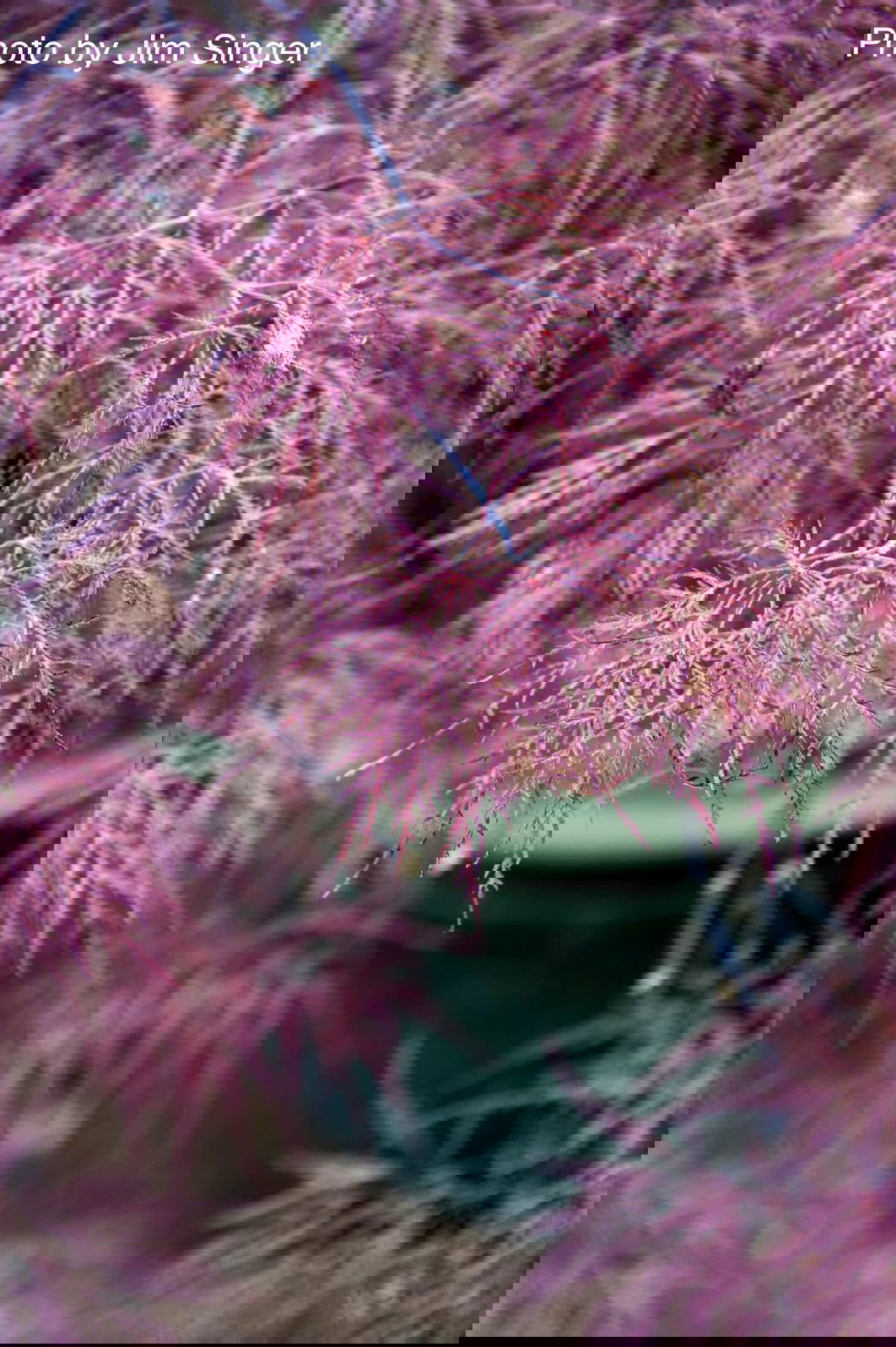 Buy Acer palmatum 'Ruby Lace' Dwarf Japanese Maple — Mr Maple │ Buy ...