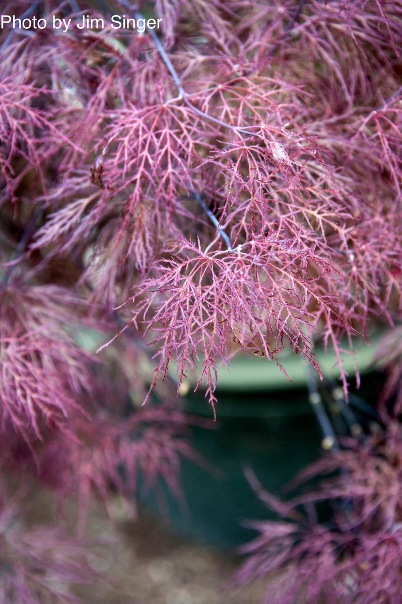 Buy Acer palmatum 'Ruby Lace' Dwarf Japanese Maple — Mr Maple │ Buy ...