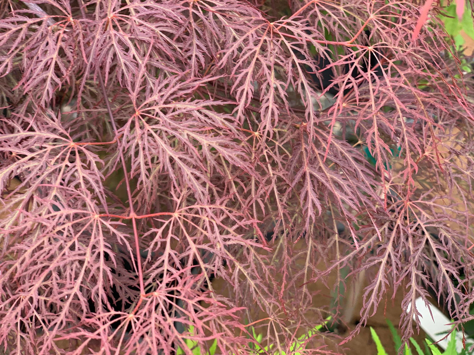 Buy Acer palmatum 'Ruby Lace' Dwarf Japanese Maple — Mr Maple │ Buy ...
