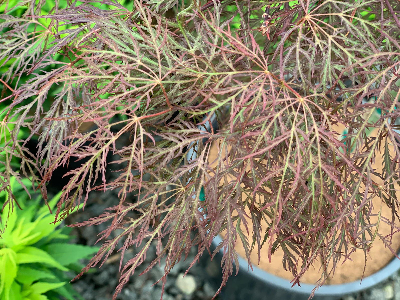 Buy Acer palmatum 'Ruby Lace' Dwarf Japanese Maple — Mr Maple │ Buy ...