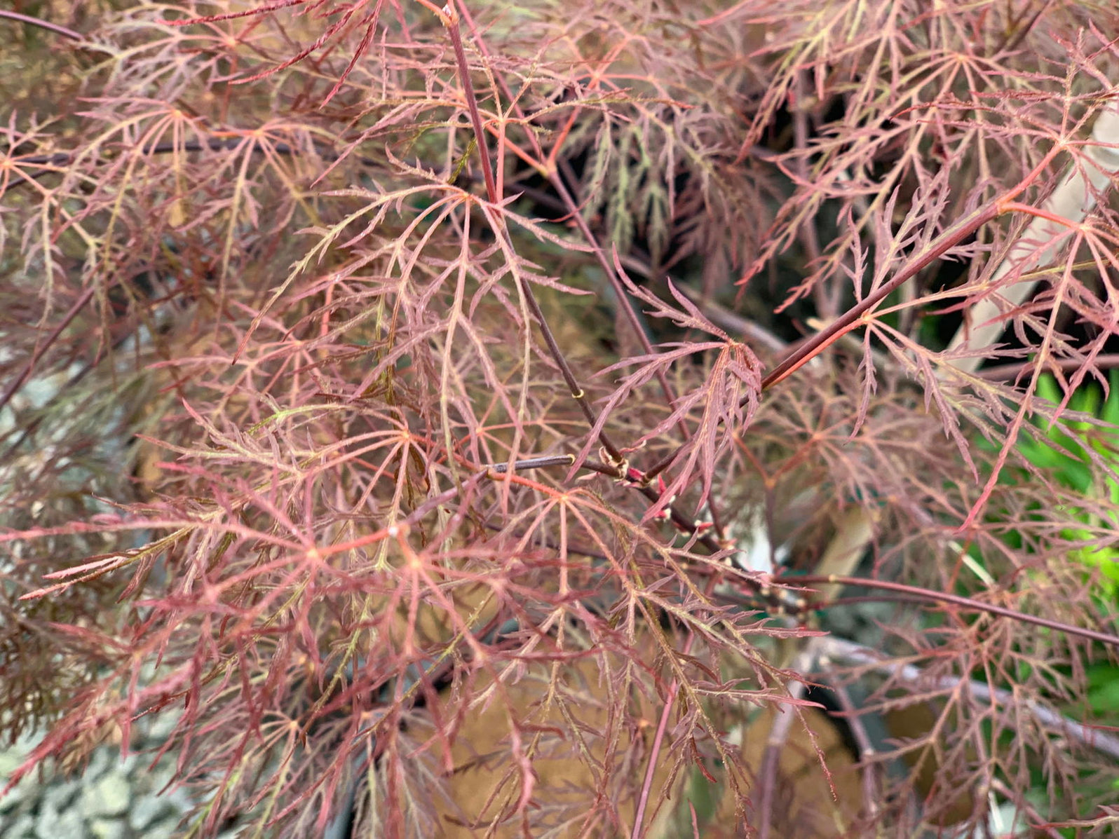 Buy Acer palmatum 'Ruby Lace' Dwarf Japanese Maple — Mr Maple │ Buy ...