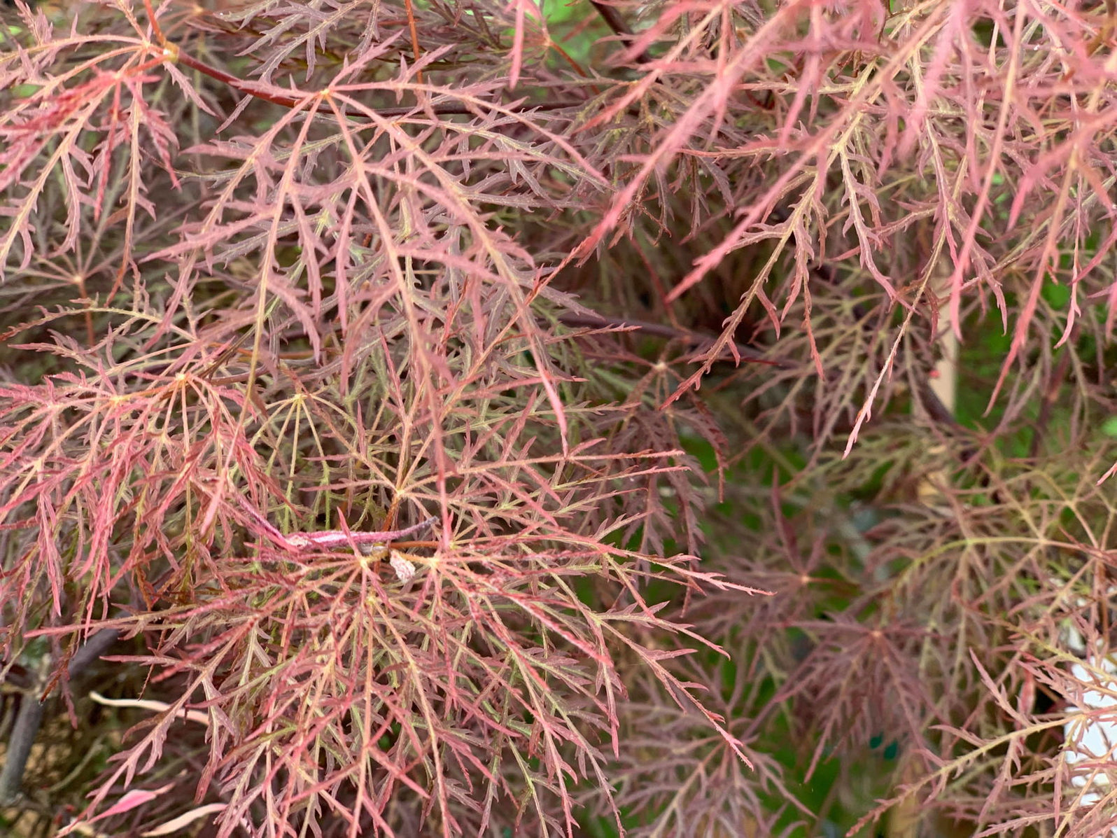 Buy Acer palmatum 'Ruby Lace' Dwarf Japanese Maple — Mr Maple │ Buy ...