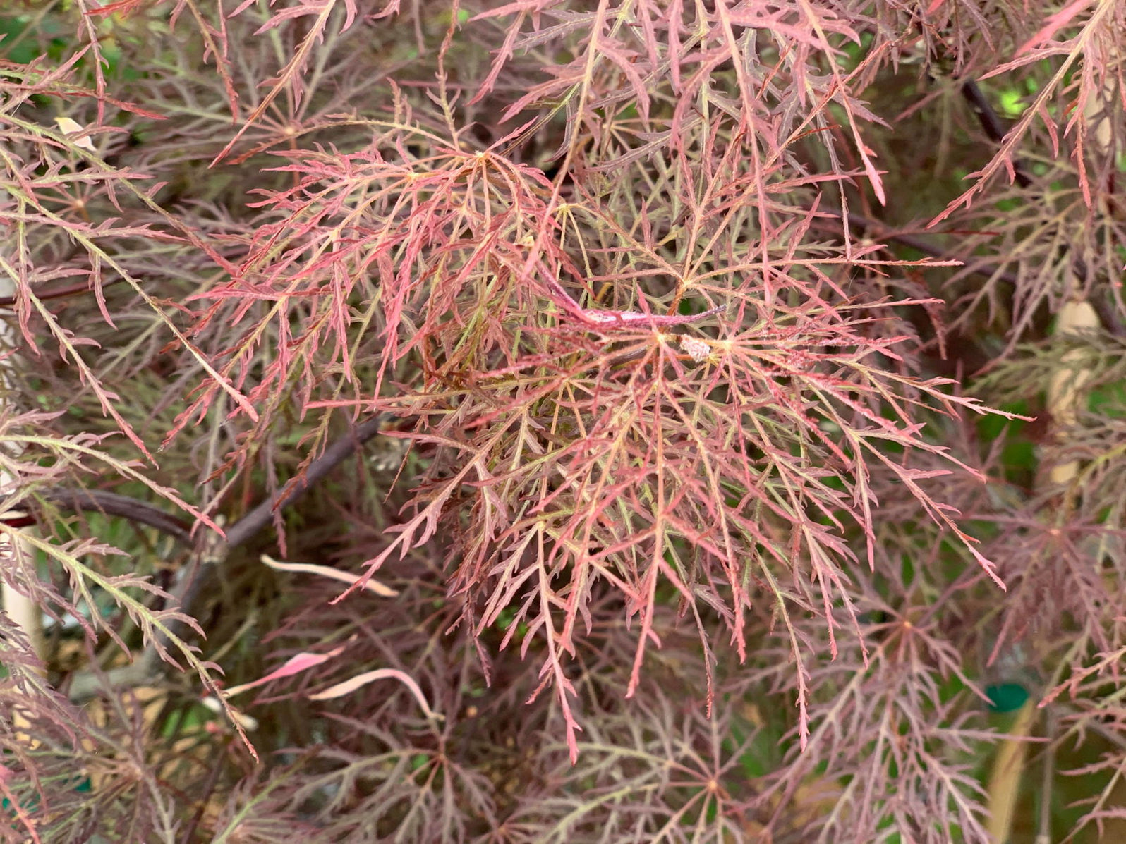Buy Acer palmatum 'Ruby Lace' Dwarf Japanese Maple — Mr Maple │ Buy ...