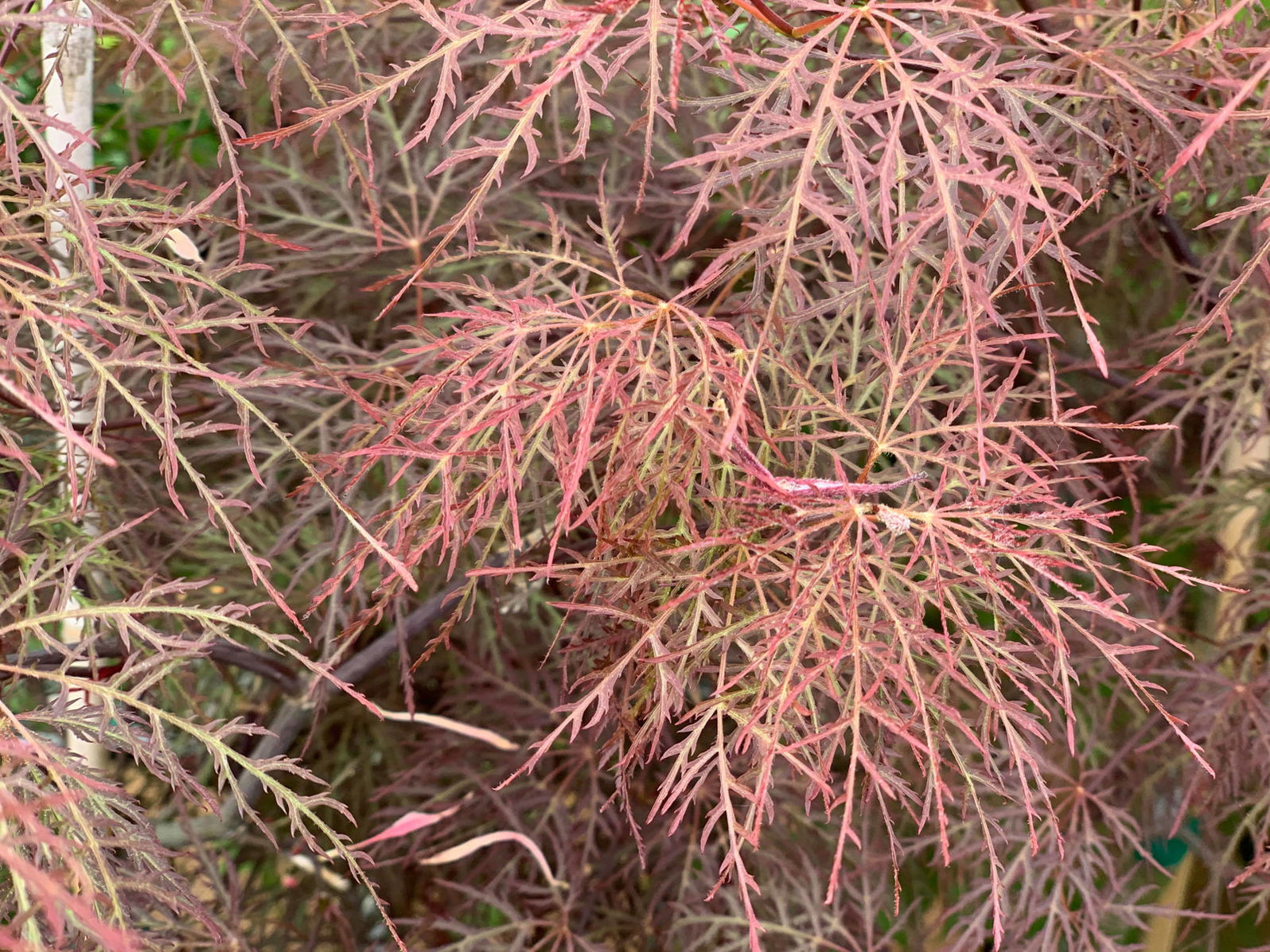 Buy Acer palmatum 'Ruby Lace' Dwarf Japanese Maple — Mr Maple │ Buy ...