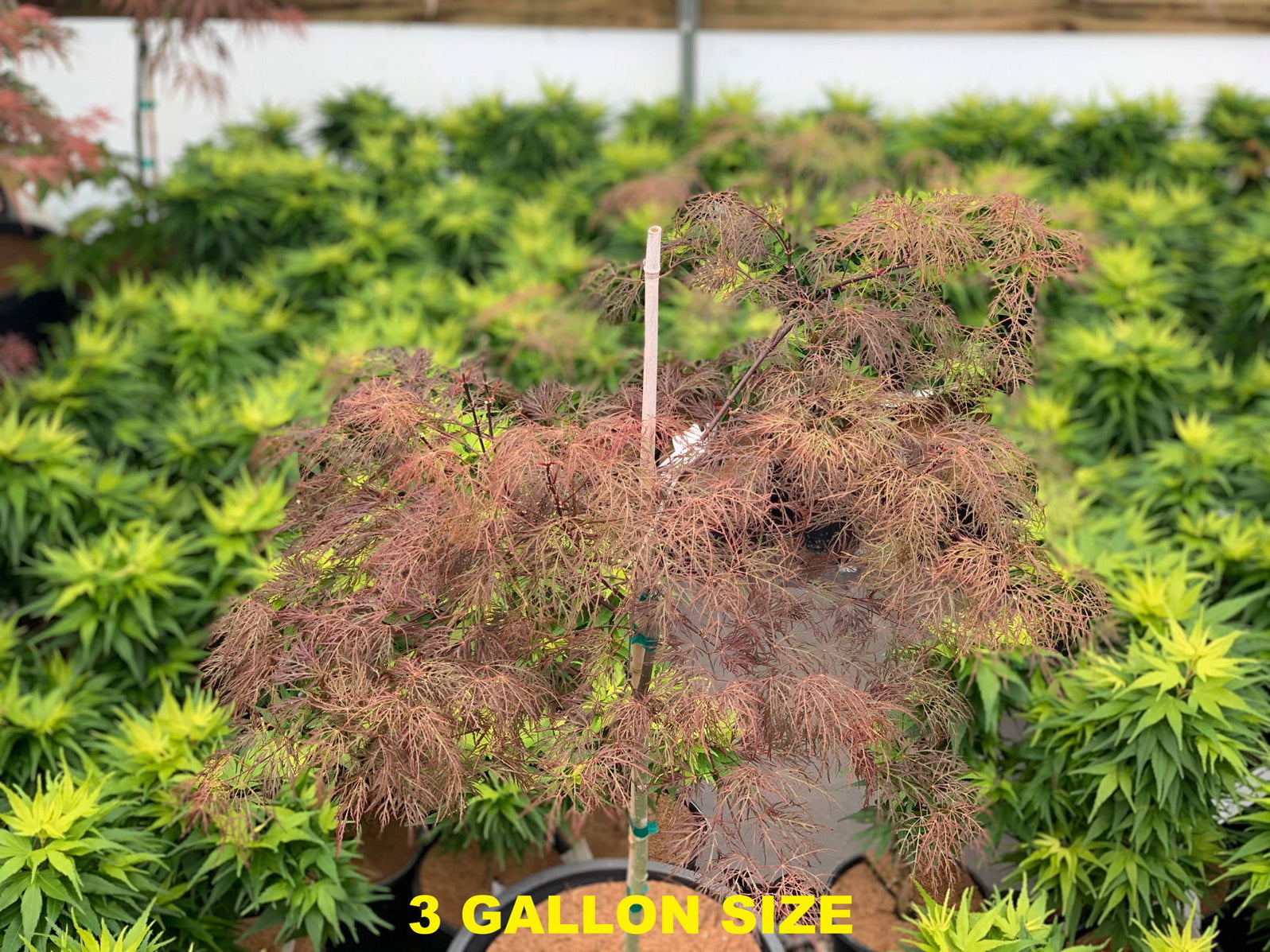 Buy Acer palmatum 'Ruby Lace' Dwarf Japanese Maple — Mr Maple │ Buy ...