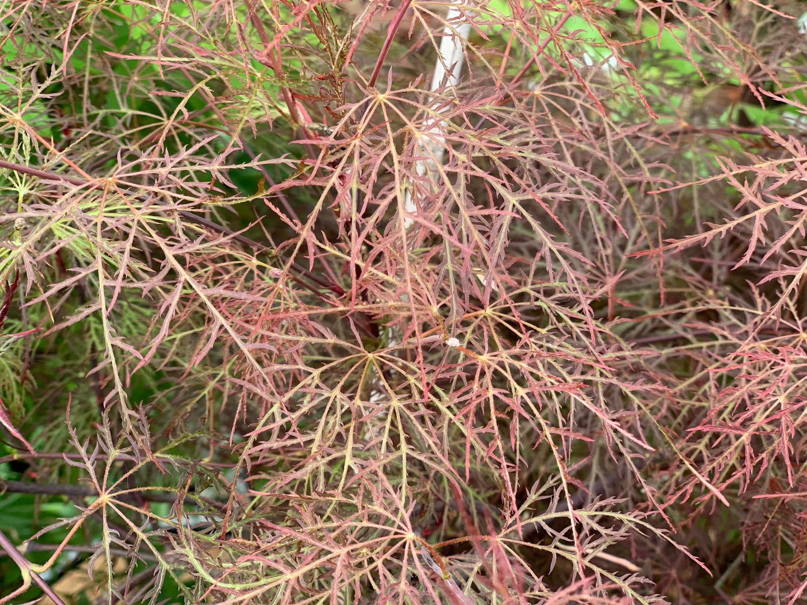 Buy Acer palmatum 'Ruby Lace' Dwarf Japanese Maple — Mr Maple │ Buy ...