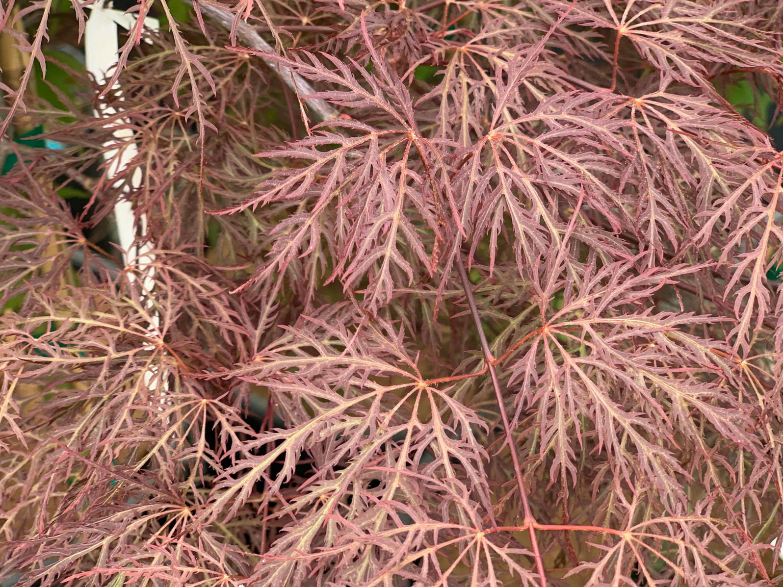Buy Acer palmatum 'Ruby Lace' Dwarf Japanese Maple — Mr Maple │ Buy ...