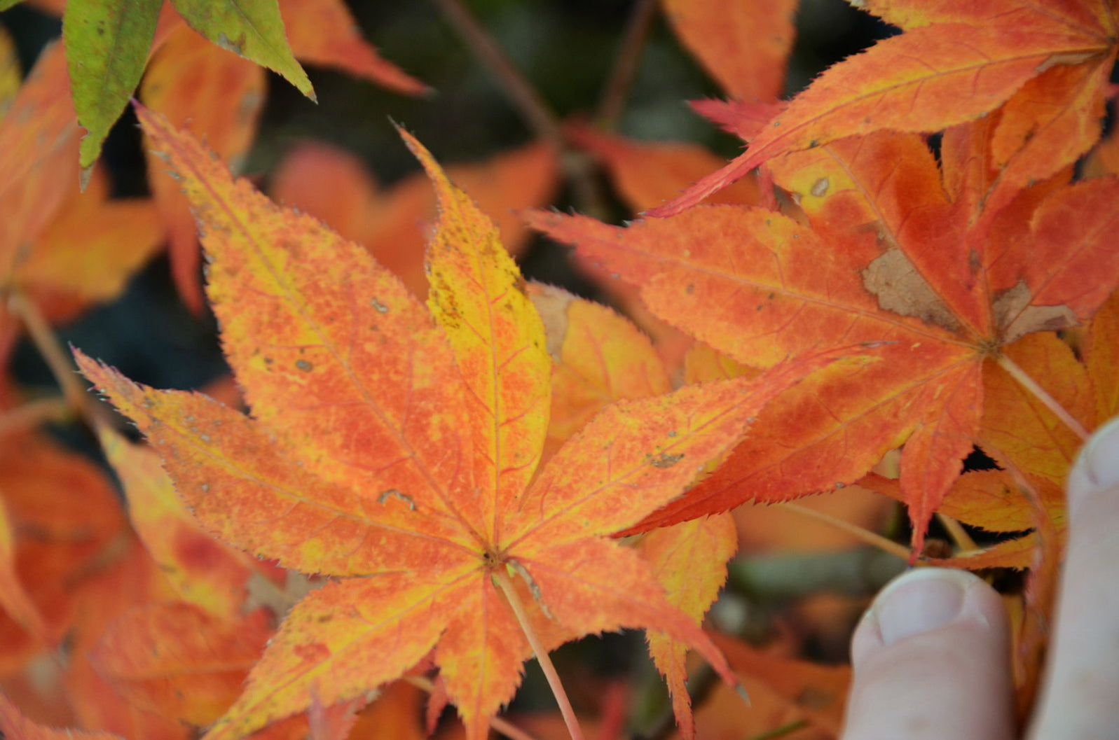 Buy Acer palmatum 'Ruby Ridge' Japanese Maple — Mr Maple │ Buy Japanese ...