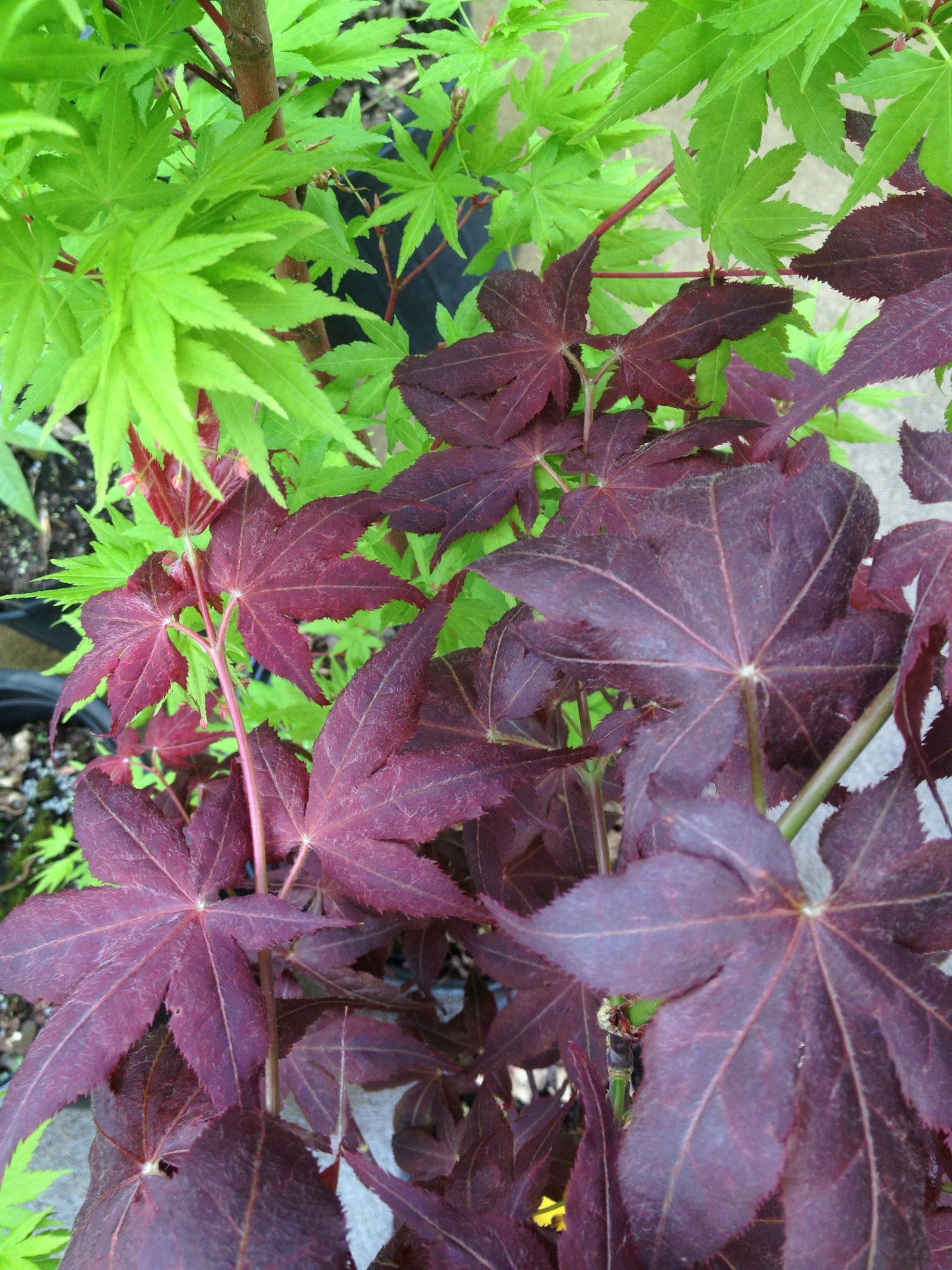 Buy Acer palmatum 'Ruby Ridge' Japanese Maple — Mr Maple │ Buy Japanese ...