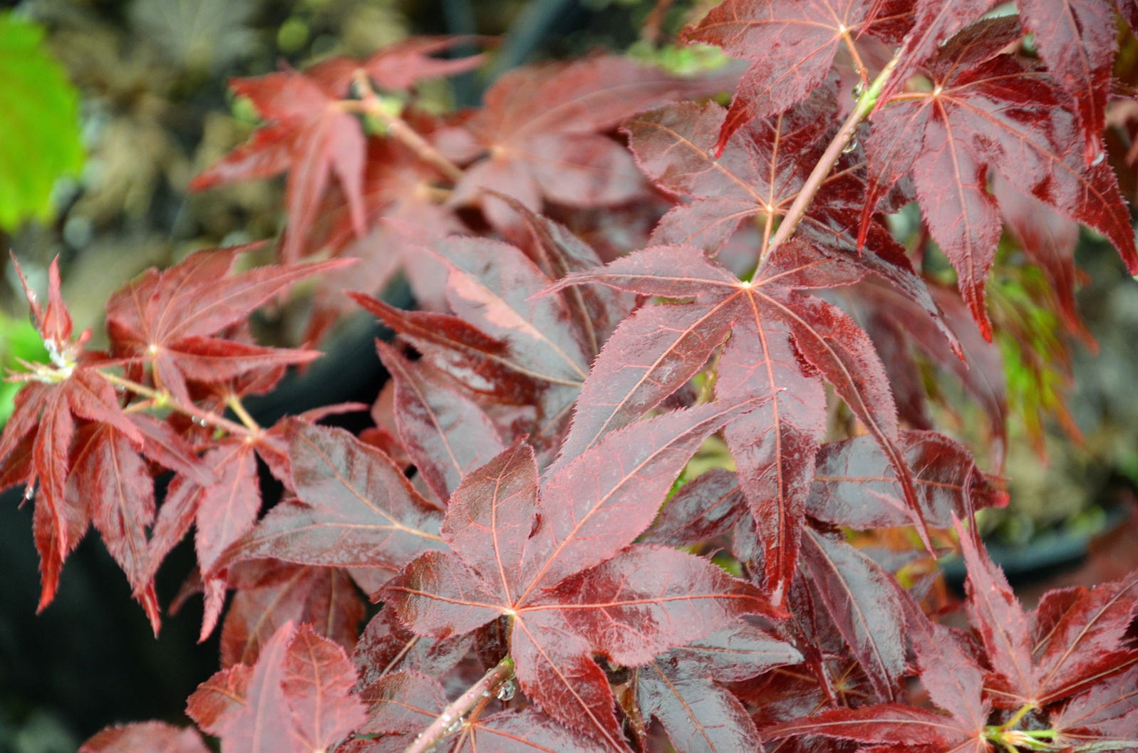Buy Acer palmatum 'Ruby Ridge' Japanese Maple — Mr Maple │ Buy Japanese ...