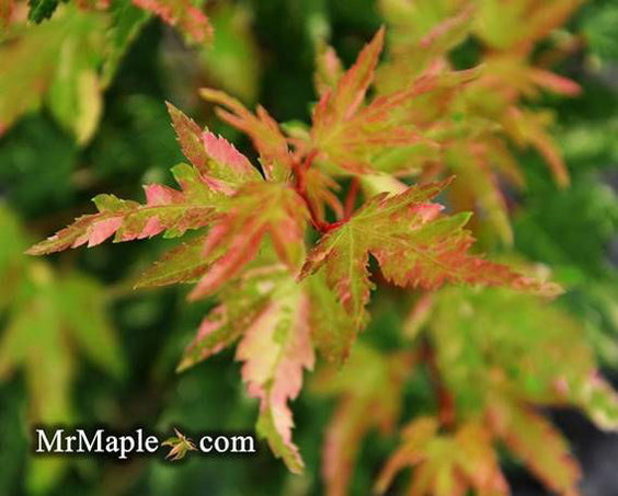 Buy Acer palmatum 'Ryugu' Dwarf Japanese Maple — Mr Maple │ Buy ...
