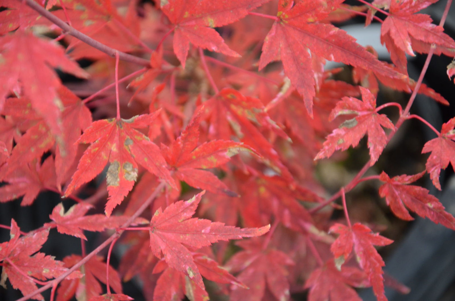 Buy Acer palmatum 'Ryugu' Dwarf Japanese Maple — Mr Maple │ Buy ...