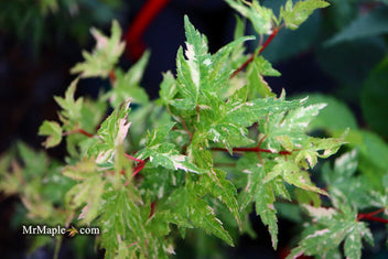 Buy Acer palmatum 'Ryugu' Dwarf Japanese Maple — Mr Maple │ Buy ...