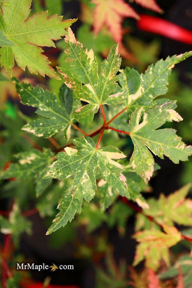 Buy Acer palmatum 'Ryugu' Dwarf Japanese Maple — Mr Maple │ Buy ...