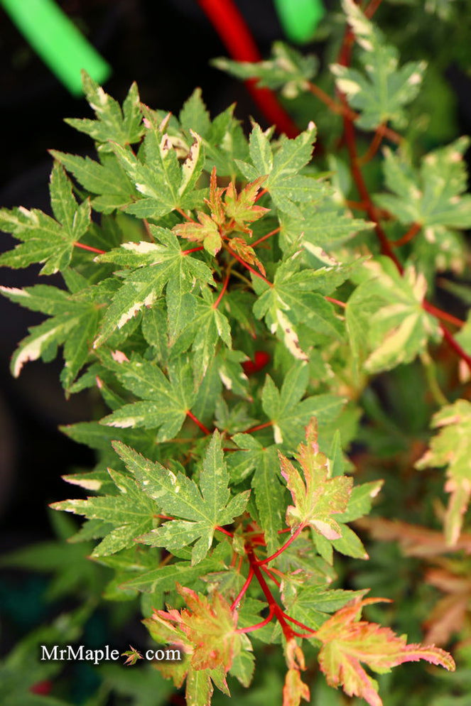 Buy Acer palmatum 'Ryugu' Dwarf Japanese Maple — Mr Maple │ Buy ...