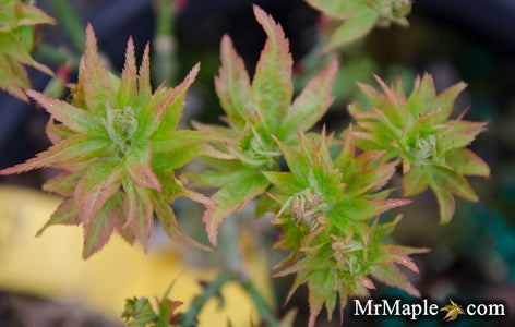 Acer palmatum 'Ryuzu' Dwarf Japanese Maple — Mr Maple │ Buy Japanese ...