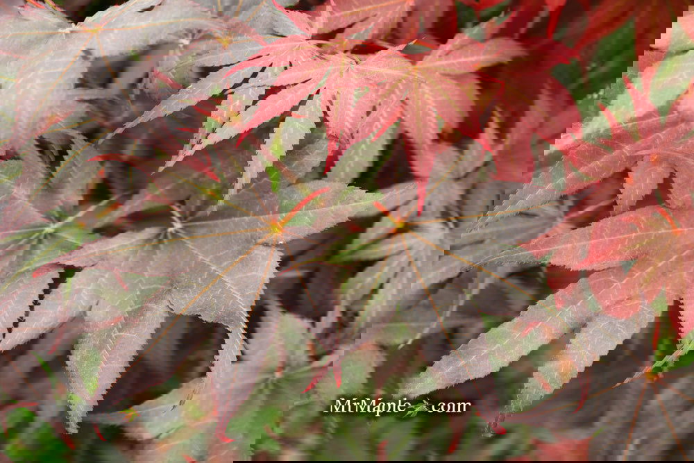 Buy Acer palmatum 'Samurai Sword' Japanese Maple — Mr Maple │ Buy ...