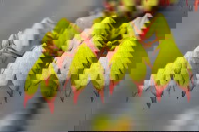 Buy Acer palmatum 'Satsuki beni' Japanese Maple — Mr Maple │ Buy ...