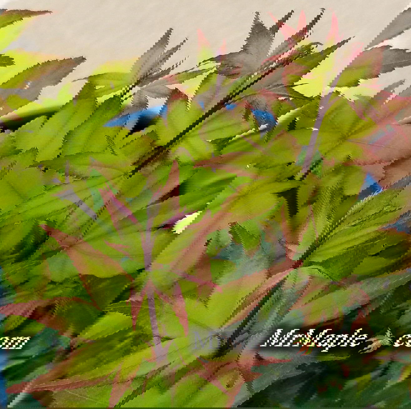 Buy Acer palmatum 'Satsuki beni' Japanese Maple — Mr Maple │ Buy ...