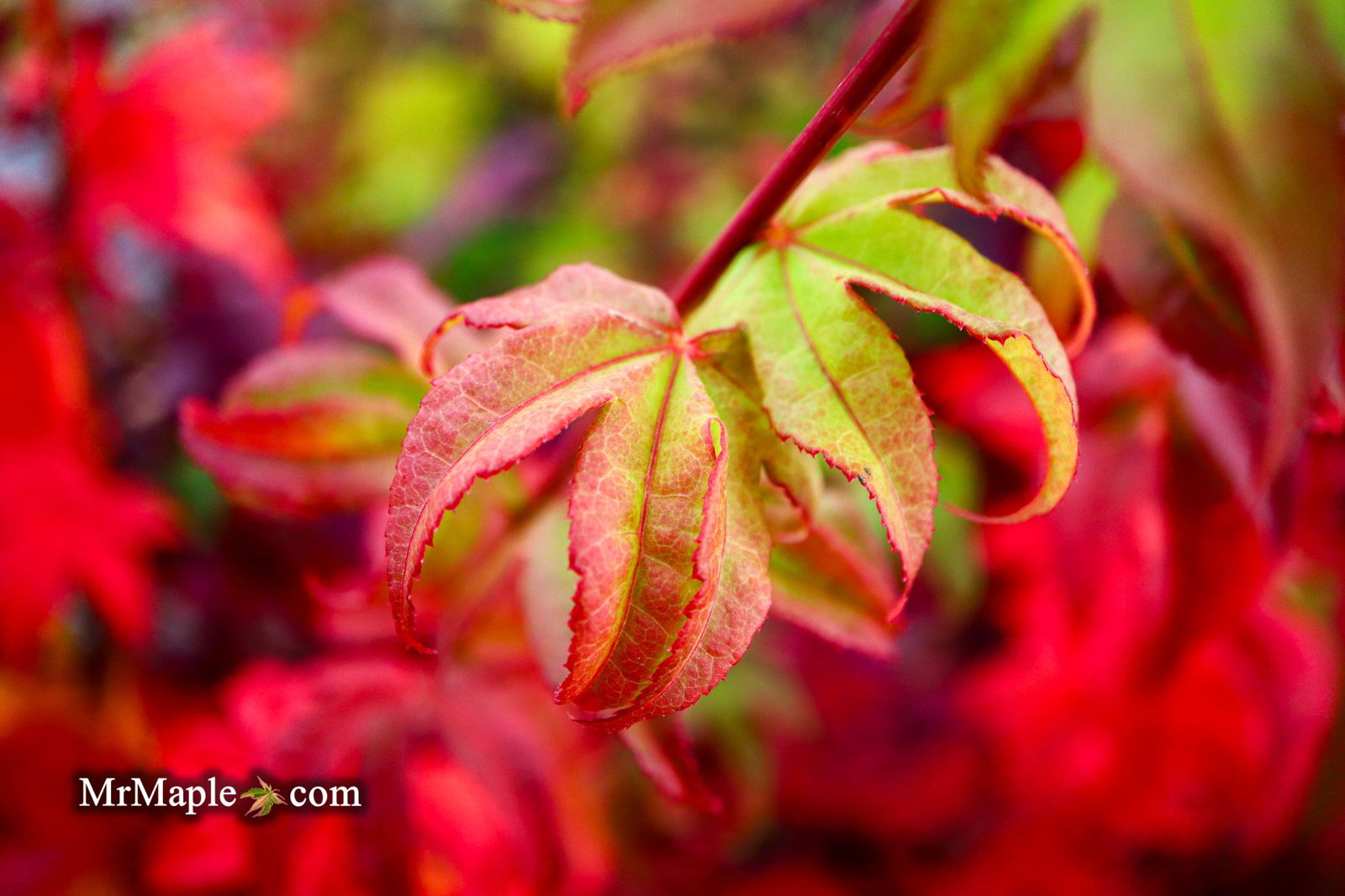 Buy Acer palmatum 'Satsuki beni' Japanese Maple — Mr Maple │ Buy ...