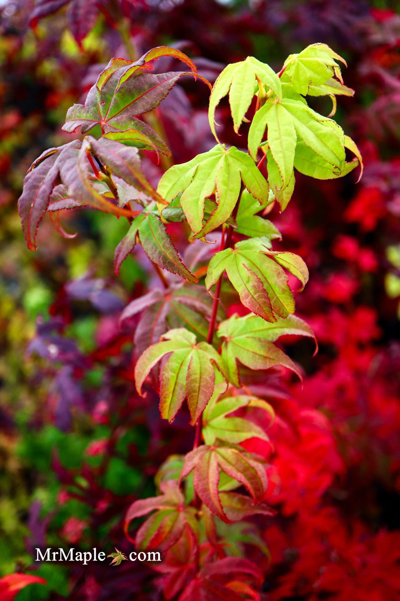 Buy Acer palmatum 'Satsuki beni' Japanese Maple — Mr Maple │ Buy ...