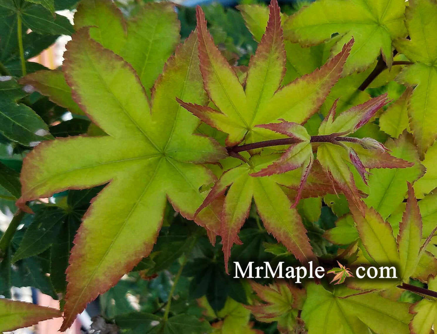 Buy Acer palmatum 'Satsuki beni' Japanese Maple — Mr Maple │ Buy ...