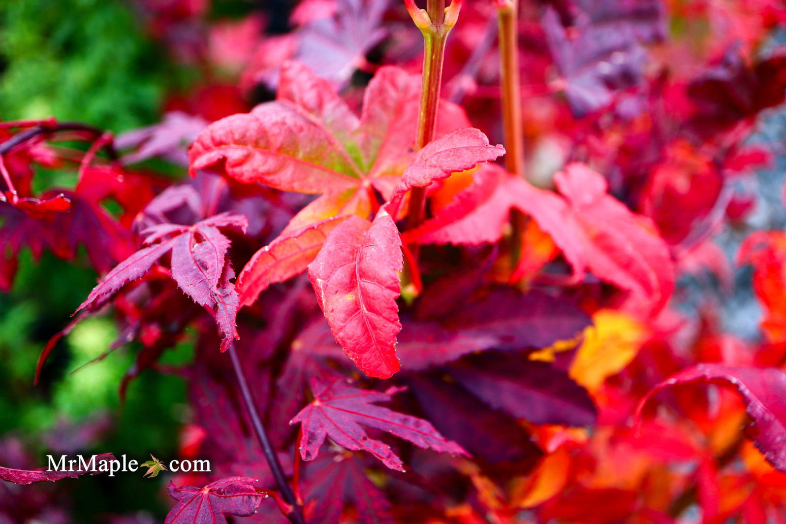 Buy Acer palmatum 'Satsuki beni' Japanese Maple — Mr Maple │ Buy ...