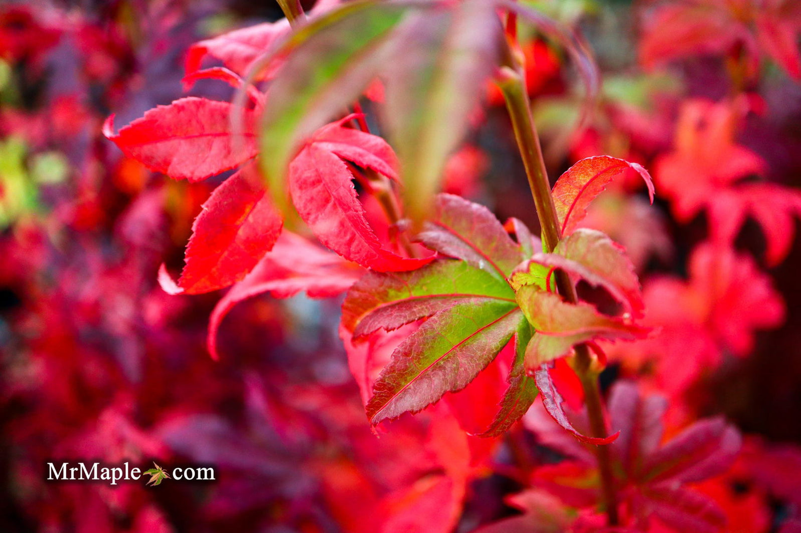 Buy Acer palmatum 'Satsuki beni' Japanese Maple — Mr Maple │ Buy ...