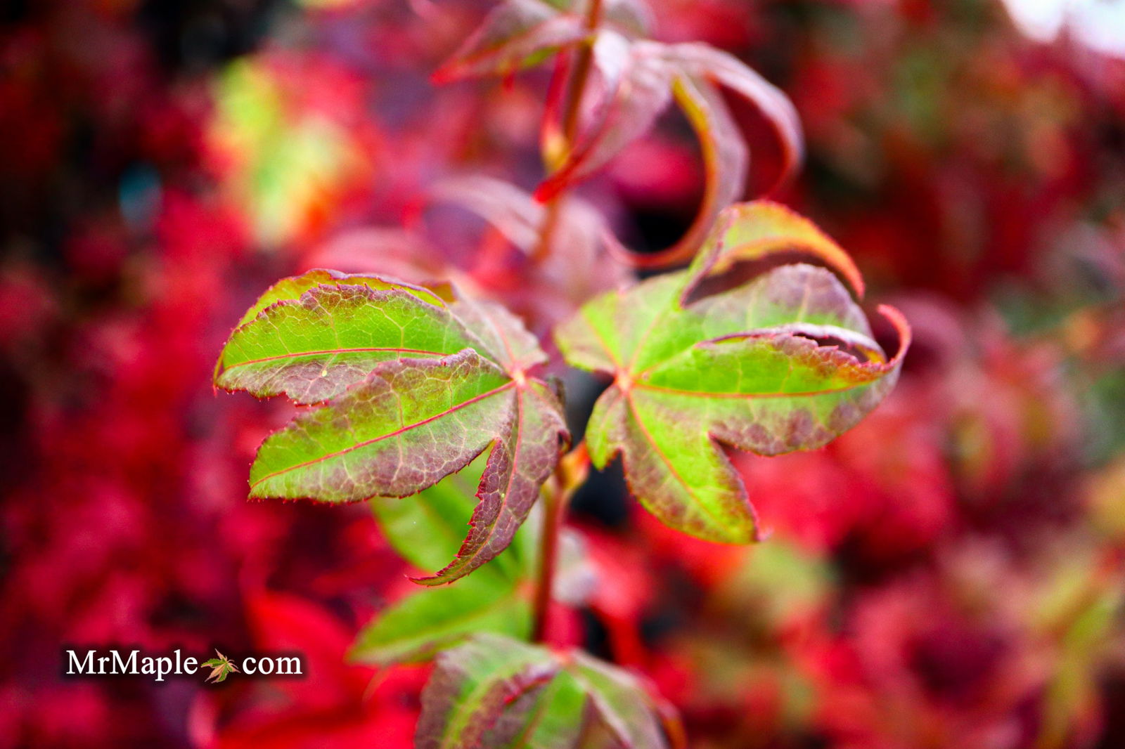 Buy Acer palmatum 'Satsuki beni' Japanese Maple — Mr Maple │ Buy ...