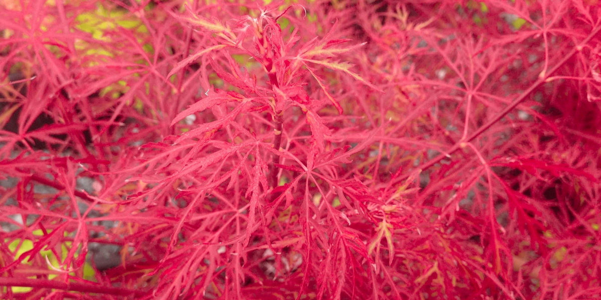 Buy Acer palmatum 'Scarlet Princess' Miniature Japanese Maple — Mr ...
