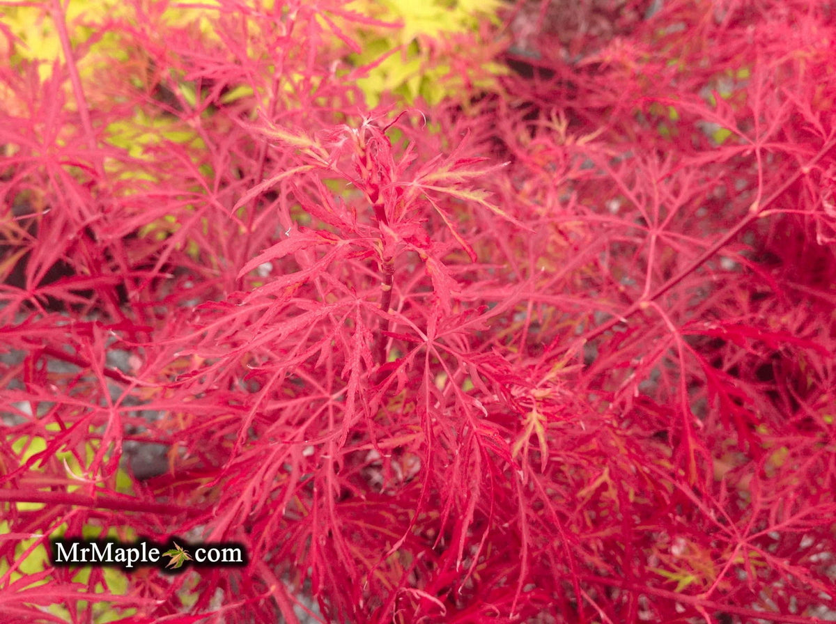 Buy Acer palmatum 'Scarlet Princess' Miniature Japanese Maple — Mr ...