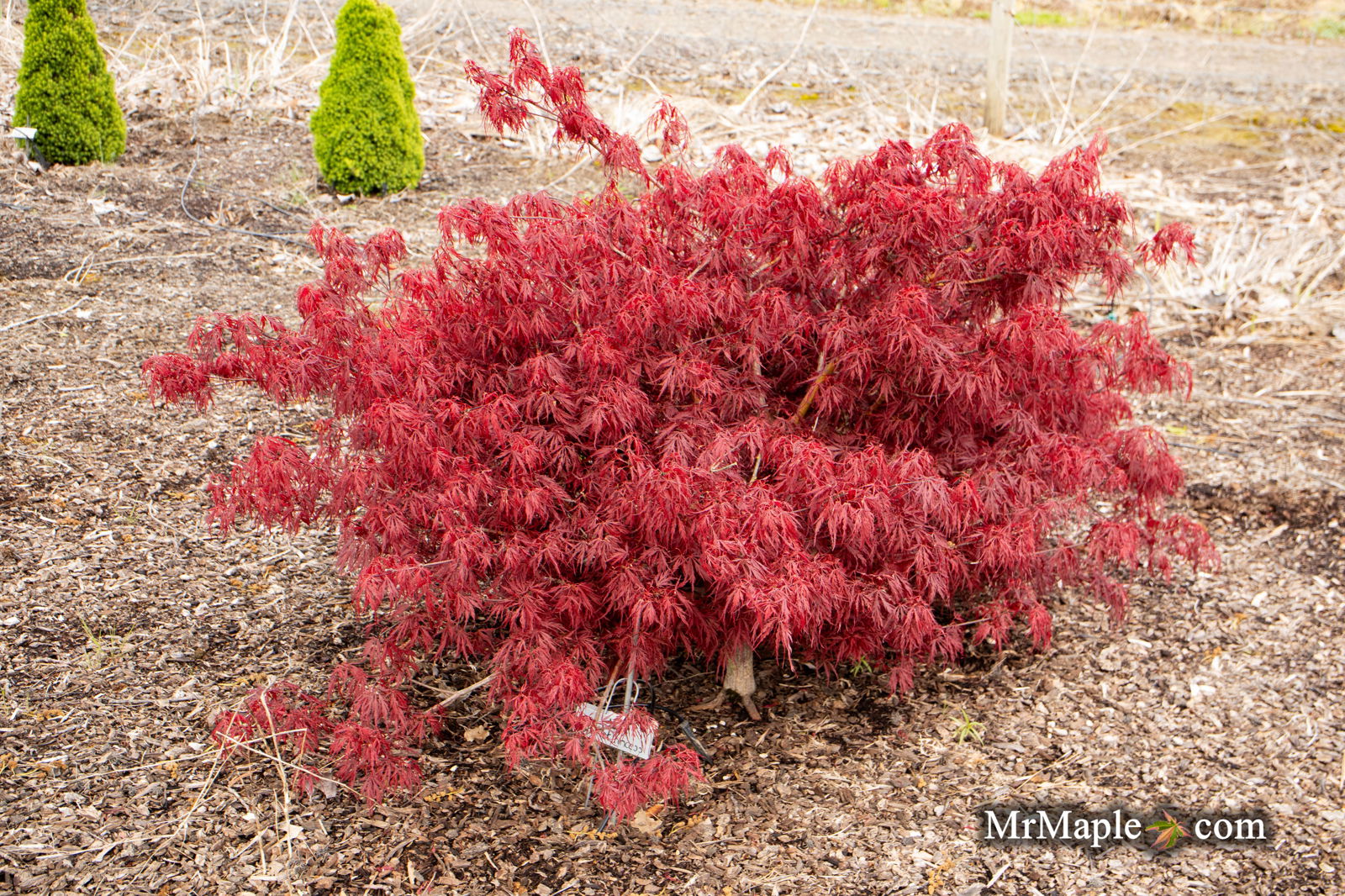 Buy Acer palmatum 'Scarlet Princess' Miniature Japanese Maple — Mr ...