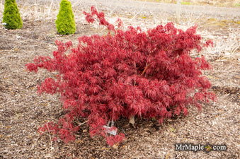 Buy Acer palmatum 'Scarlet Princess' Miniature Japanese Maple — Mr ...