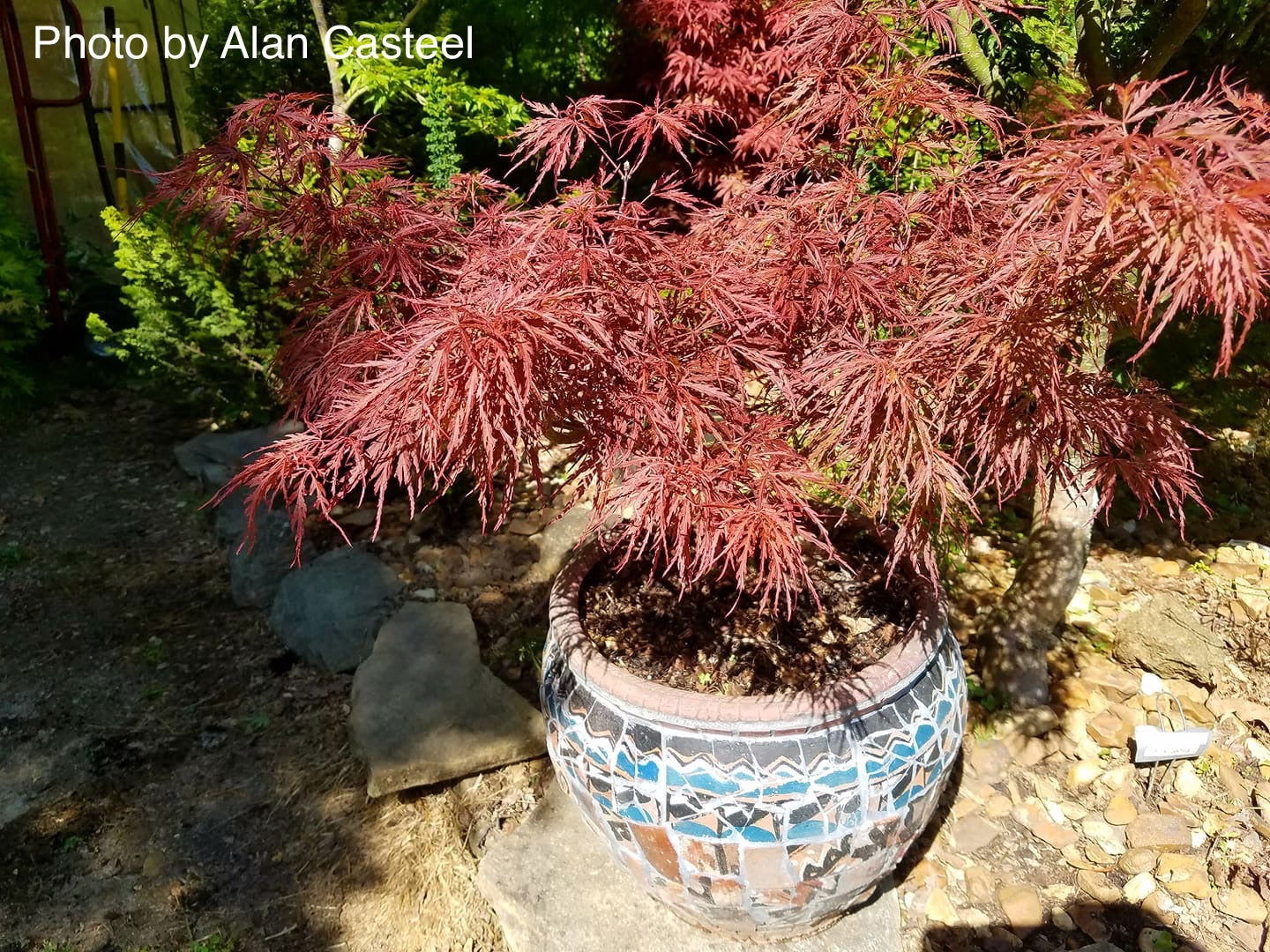 Buy Acer palmatum 'Scarlet Princess' Miniature Japanese Maple — Mr ...