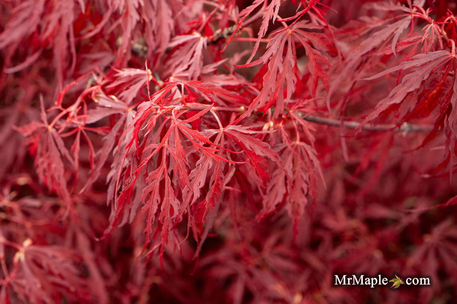 Buy Acer palmatum 'Scarlet Princess' Miniature Japanese Maple — Mr ...
