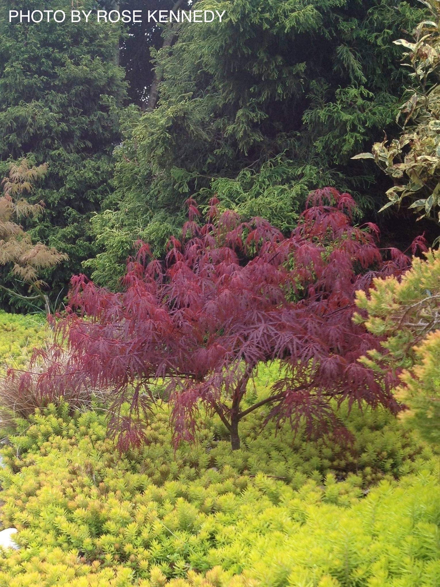 Buy Acer palmatum 'Scarlet Princess' Miniature Japanese Maple — Mr ...