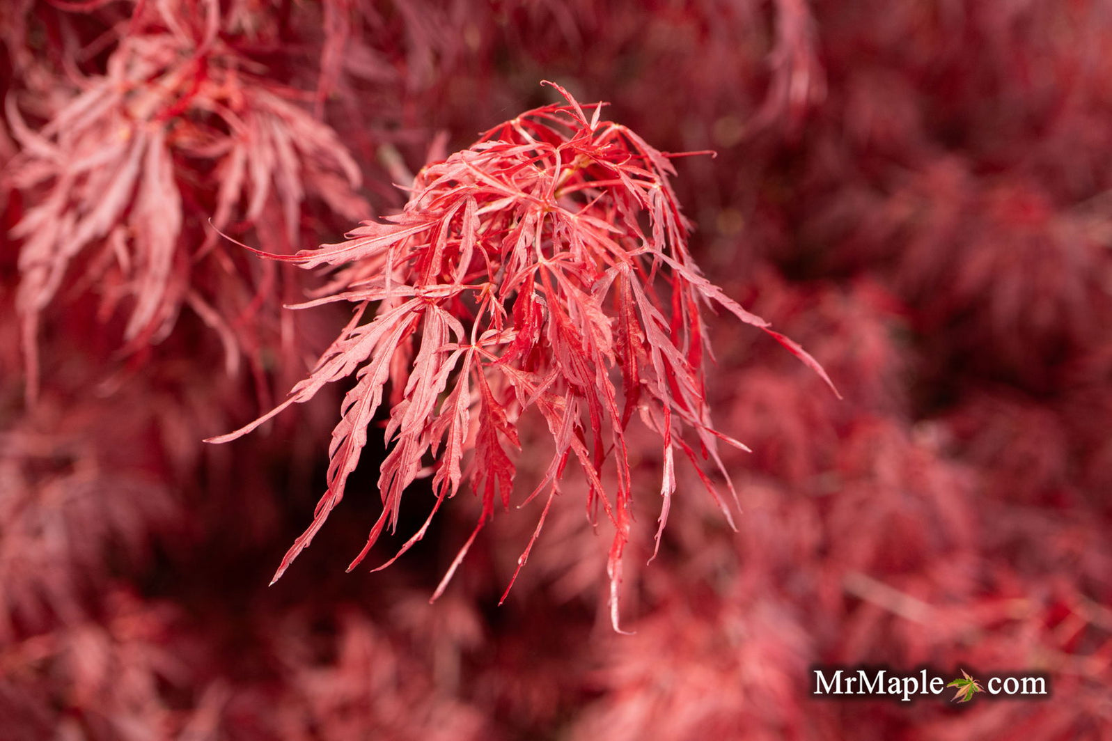 Buy Acer palmatum 'Scarlet Princess' Miniature Japanese Maple — Mr ...