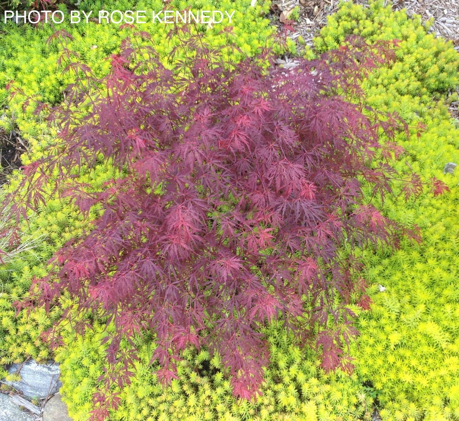 Buy Acer palmatum 'Scarlet Princess' Miniature Japanese Maple — Mr ...