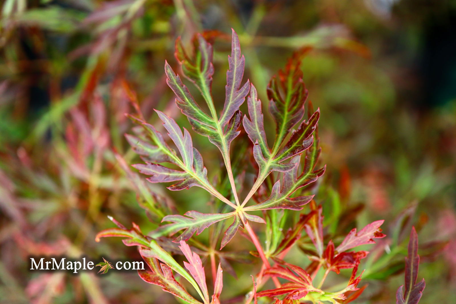 Buy Acer palmatum 'Scarlet Princess' Miniature Japanese Maple — Mr ...