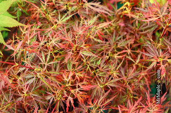 Buy Acer palmatum 'Scarlet Princess' Miniature Japanese Maple — Mr ...